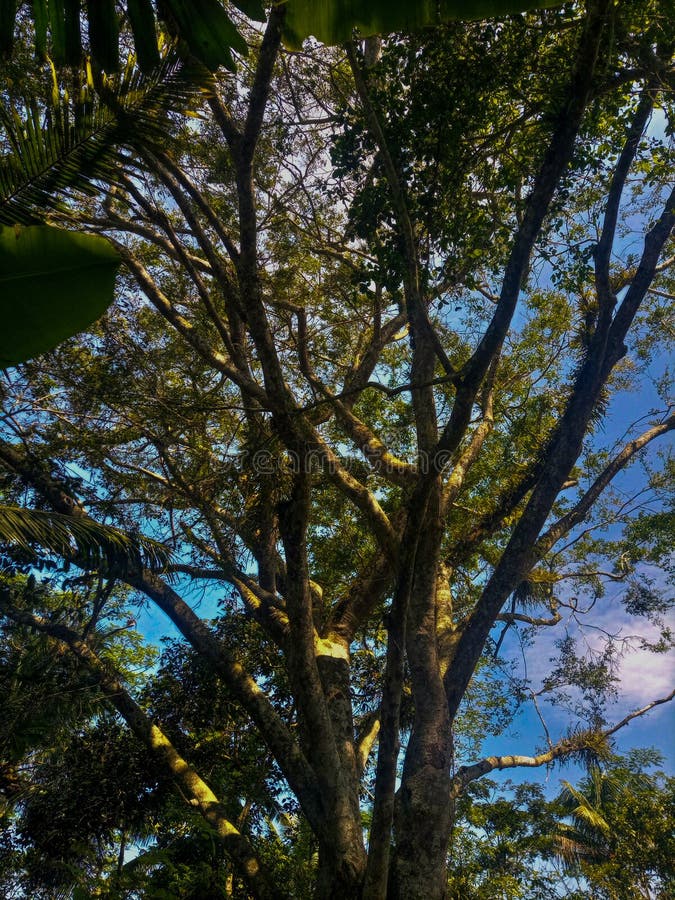 Photo of the Shady Banyan Tree Stock Photo - Image of forest, leaf ...