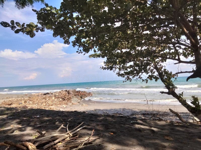 Photo of Shady Trees on the Seashore Stock Photo - Image of plant ...