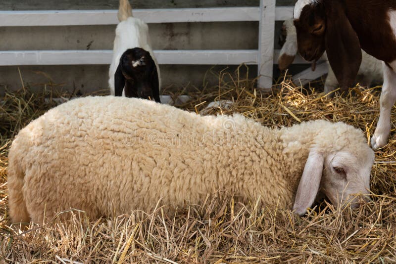Sheep Lay Down on the Straw Stock Image - Image of aries, cute: 136586795