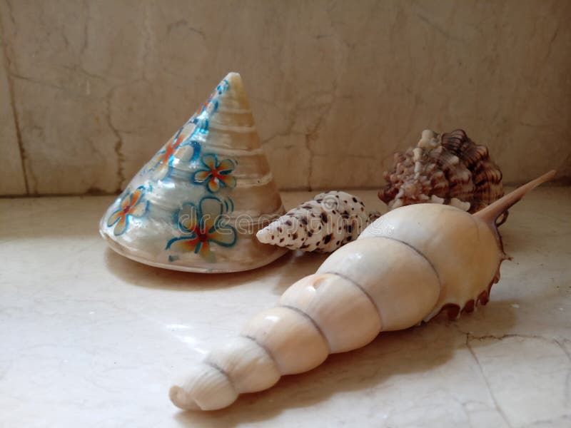 Photo of Shell-shaped Interior Decoration Stock Photo - Image of ...