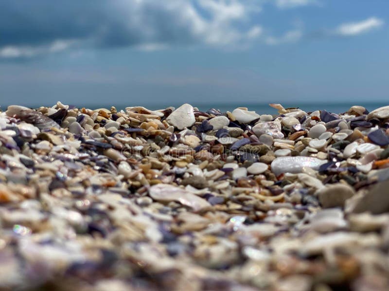 Shells and rocks stock photo. Image of rock, shells - 202660858