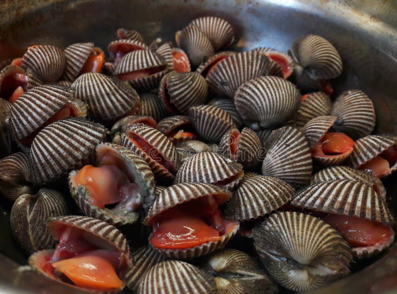 Photo of Shells in a Stainless Steel Container with a Black Background ...