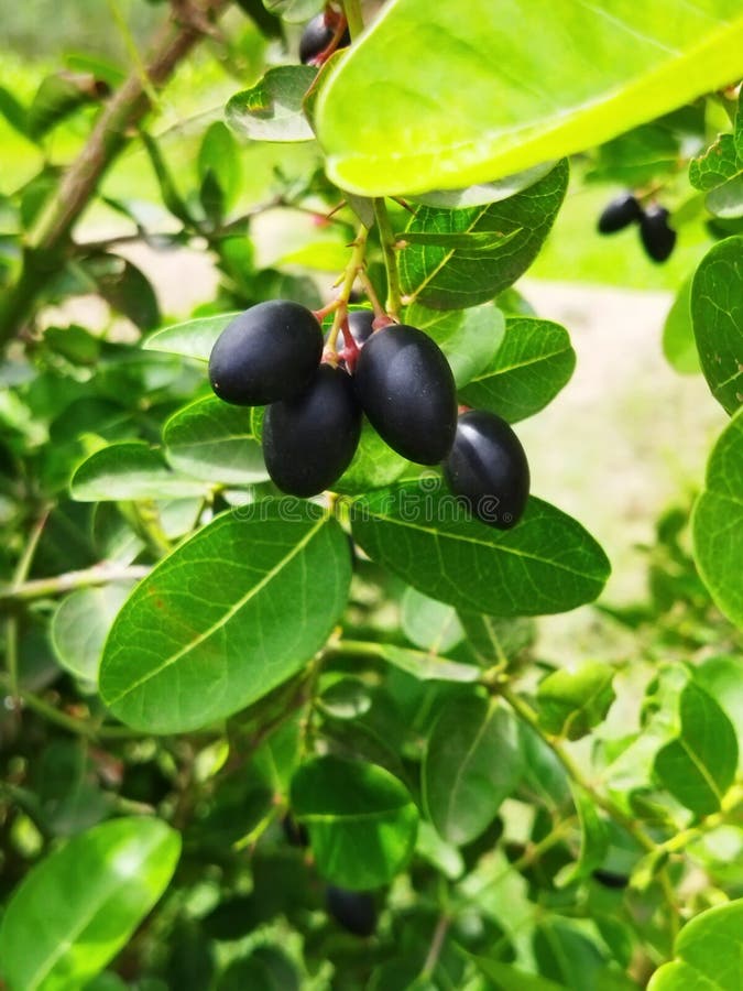 Photo Shoot Beautiful Carissa Carandas Stock Photo - Image of vegetable ...