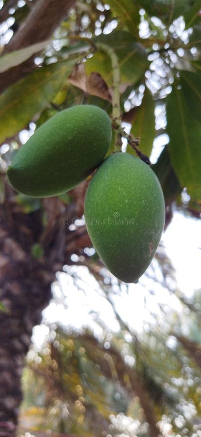 Photo Shoot Beautiful Mango Stock Photo - Image of berry, leaf: 227196624