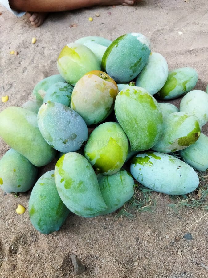 Photo Shoot Beautiful Mango Stock Photo - Image of gourd, fruit: 227194960