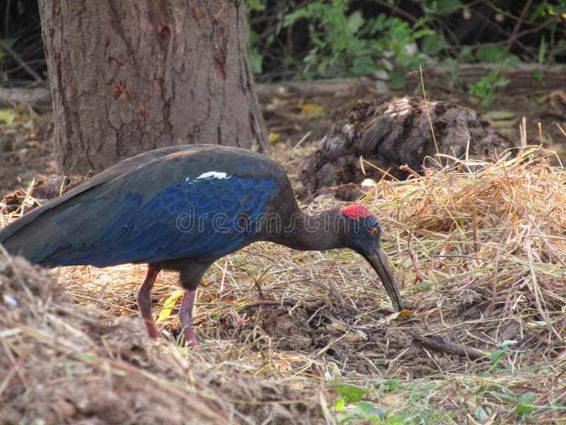 Photo Shoot of Black Bird Moving in Green Grass. Stock Photo - Image of ...