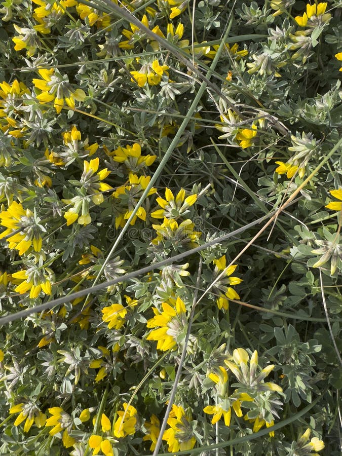 Photo Shoot of the Flower of the Common Jasmine Stock Photo - Image of ...