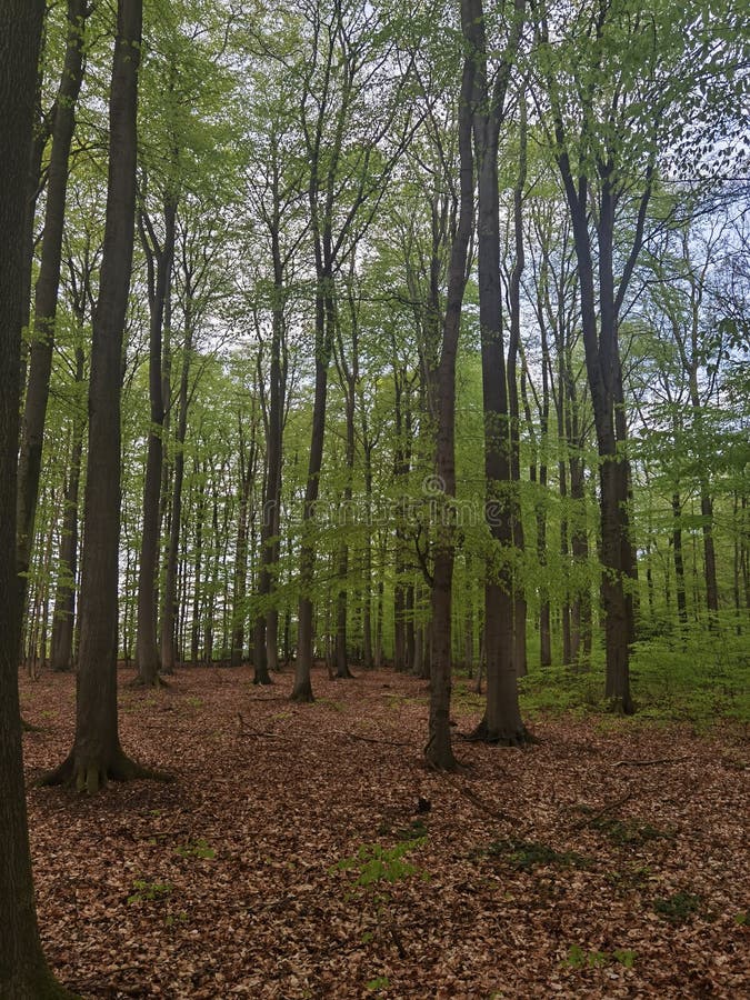 Photo Shoots in the Forest in Northern Germany Stock Photo - Image of ...
