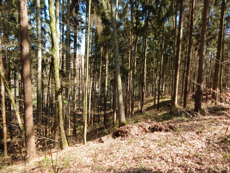 Photo Shoots in the Forest in Northern Germany Stock Image - Image of ...