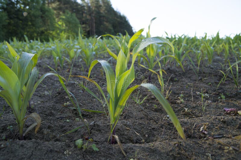 Young shoots of corn stock photo. Image of land, leaf - 108519662