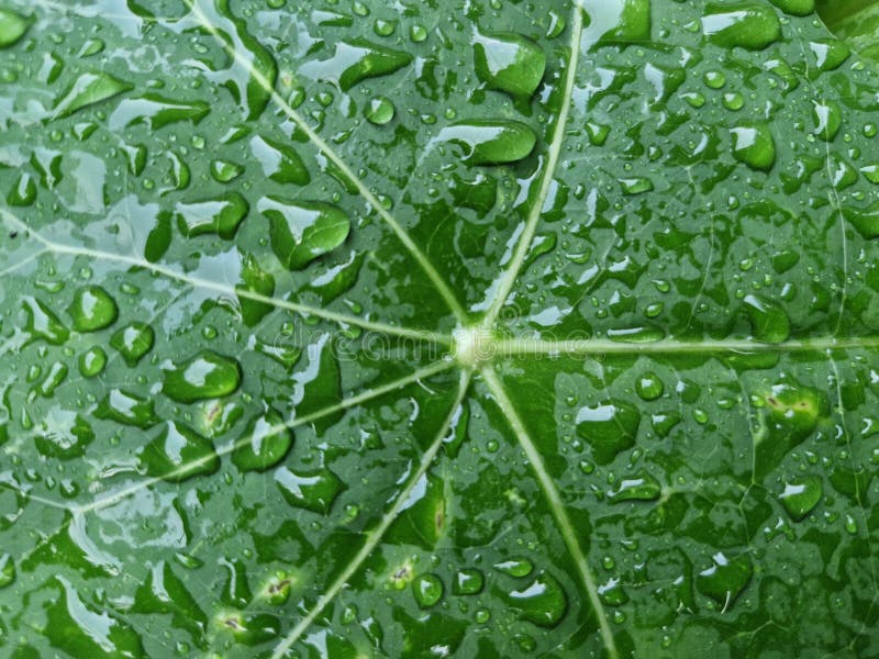 Photo Shot of Green Leaf with Drops after Rain Stock Image - Image of ...