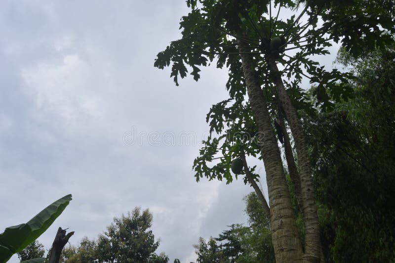 Photo Shot of Trees Taken from Under the Tree. Stock Image - Image of ...