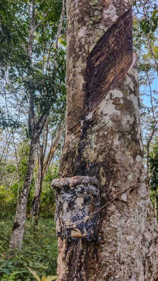 Rubber Tree Tapping Process Stock Image - Image of business, forestry ...