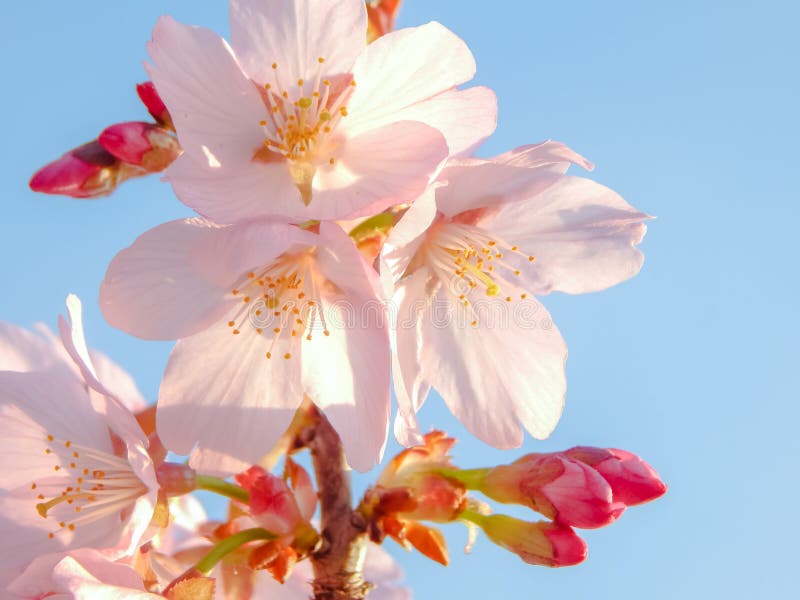 Beautiful Array of Pink Flowers Stock Image - Image of array, shows ...