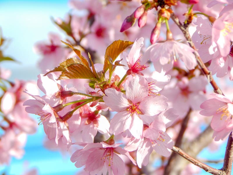 Beautiful Array of Pink Flowers Stock Photo - Image of branches ...