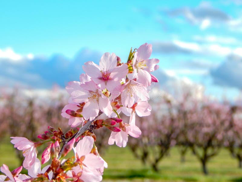 Beautiful Array of Pink Flowers Stock Photo - Image of flowerpetal ...