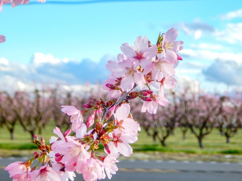 Beautiful Array of Pink Flowers Stock Photo - Image of gorgeous, flower ...