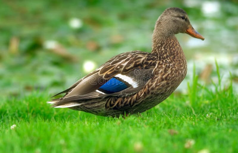 The Photo Shows a Beautiful Duck. Stock Photo - Image of animals, birds ...