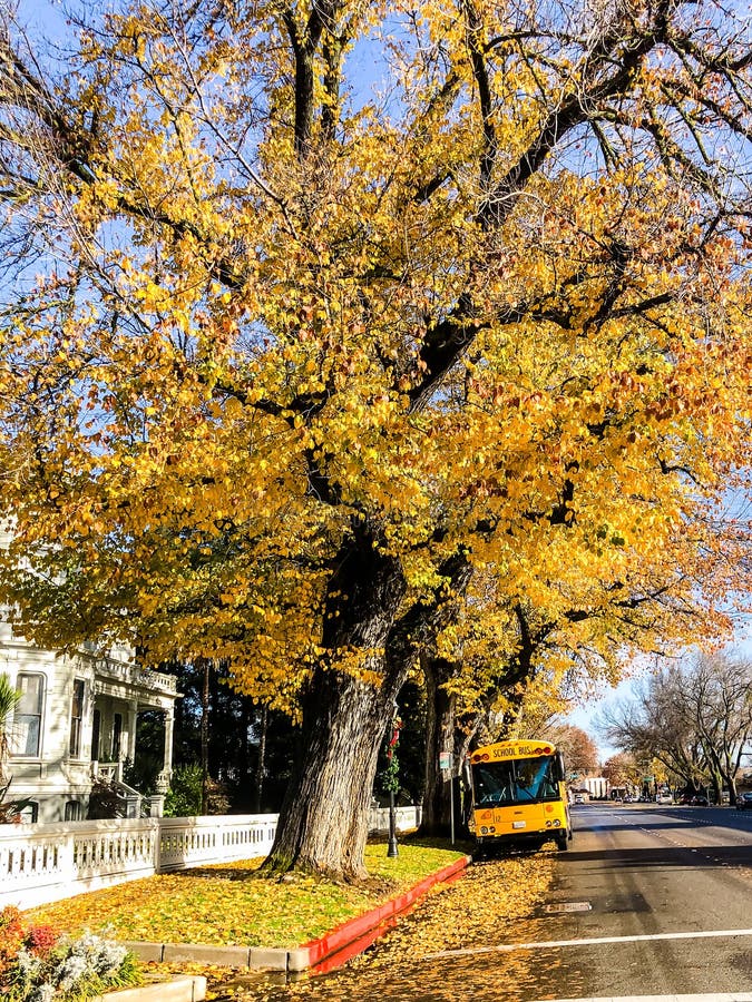 Beautiful Fall Setting with Trees and Leaves Stock Image - Image of ...