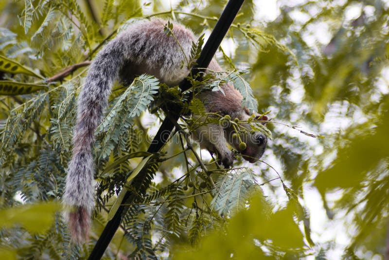Beauty of the Giant Squirrel Stock Image - Image of beauty, squirrel ...