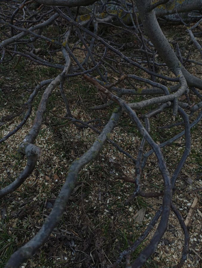 In the Photo Branches of a Cut Tree Stock Image - Image of grass ...