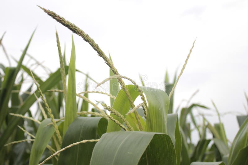 His Photo Shows a Close-up of Several Ears of Corn Stock Photo - Image ...