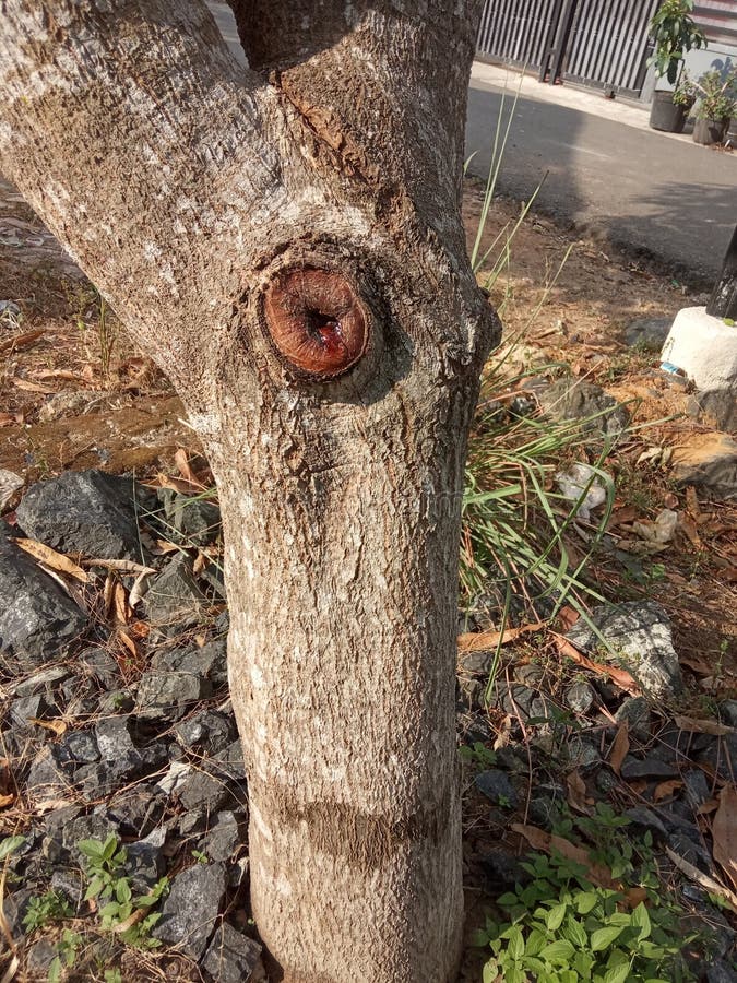 The Photo Shows a Cut Mango Tree Trunk with Holes and Some Sap in the ...