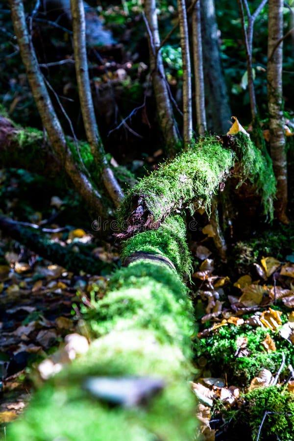 Fallen tree in the forest stock photo. Image of wanting - 142509898