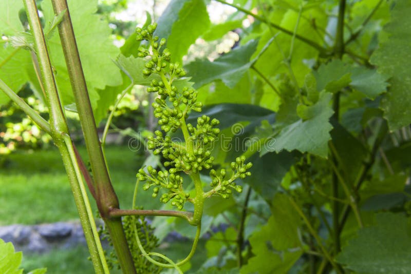 The Photo Shows a Grape Inflorescence with Small Buds Just Beginning To ...