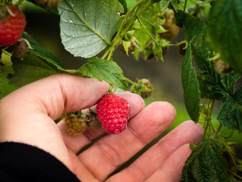 Hand picking raspberry stock photo. Image of diet, agriculture - 99136108