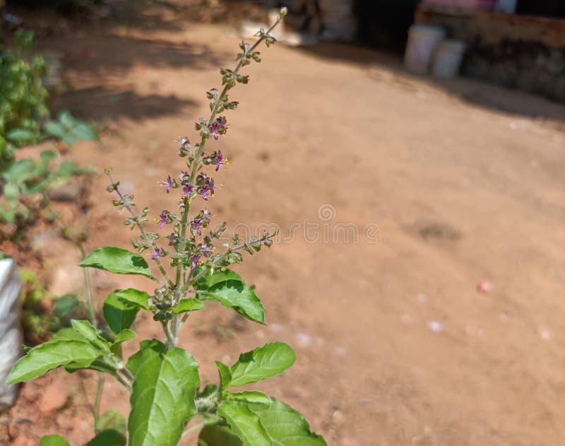This Photo Shows a Holy Basil Plant from India Stock Image - Image of ...
