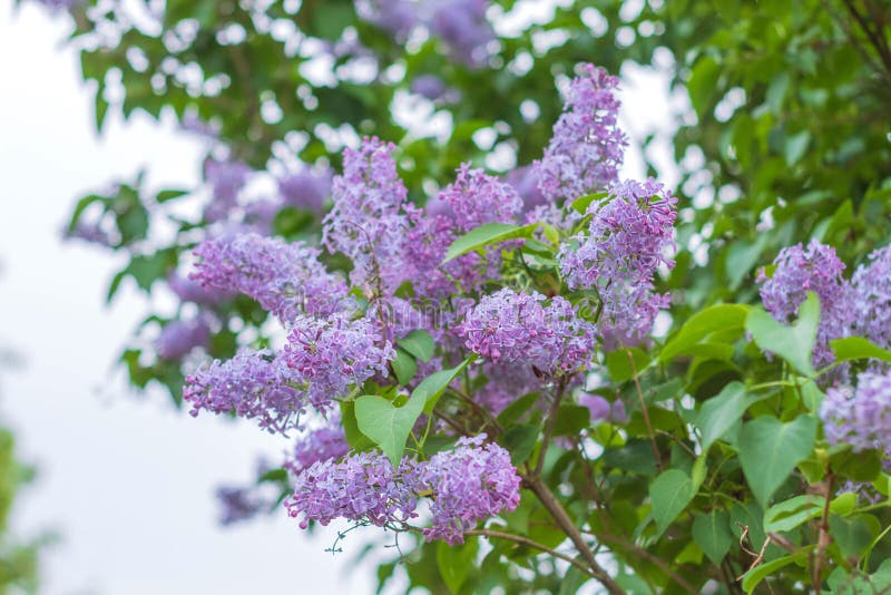 A Growing Bush of Common Lilac in a Village Garden in a Horizontal ...