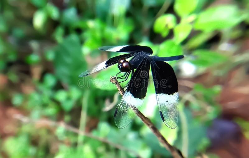 This Photo Shows an Indian Dragonfly Stock Photo - Image of dragonfly ...