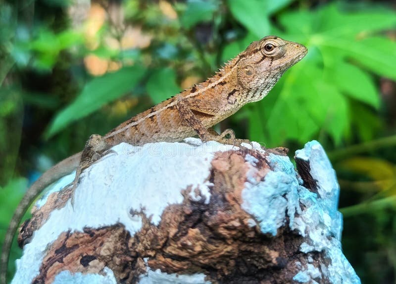 The Photo Shows an Indian Garden Lizard Stock Photo - Image of indian ...