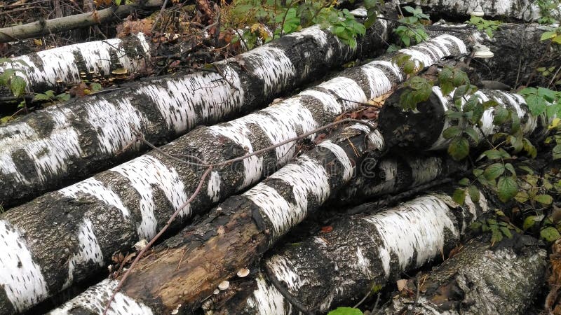 Cut Birch Trunks. Birch Firewood Stock Image - Image of leaves, nature ...