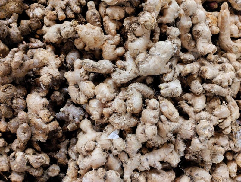 The Photo Shows a Large Pile of Fresh Ginger Roots. the Ginger Roots ...
