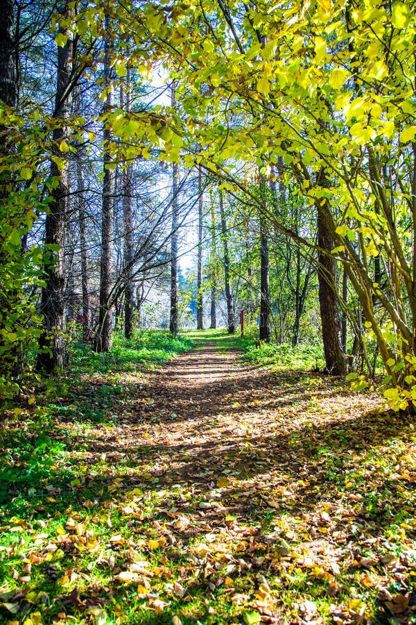 Wooden path in the forest stock image. Image of landscape - 142510427