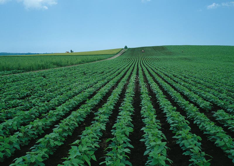 The Photo Shows a Seeded Field. Stock Image - Image of corner, shows ...