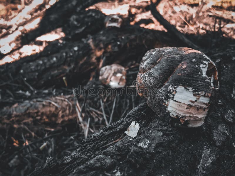 Fire is Beautiful and Deadly for All Living Things Stock Photo - Image ...