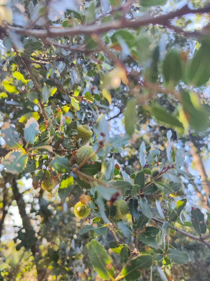 Photo of Shrub, Oak Tree Fruit and Leaves. Stock Image - Image of ...
