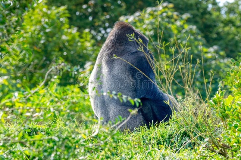 Silver Back stock photo. Image of gorrilla, asilver - 230784482