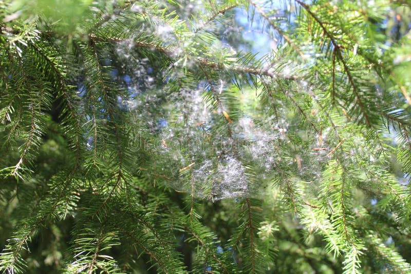 Christmas Tree and Decorations Stock Image - Image of decoration, toys ...