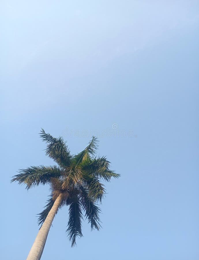 Photo of a Single Coconut Tree Against a Clear Blue Sky without Clouds ...