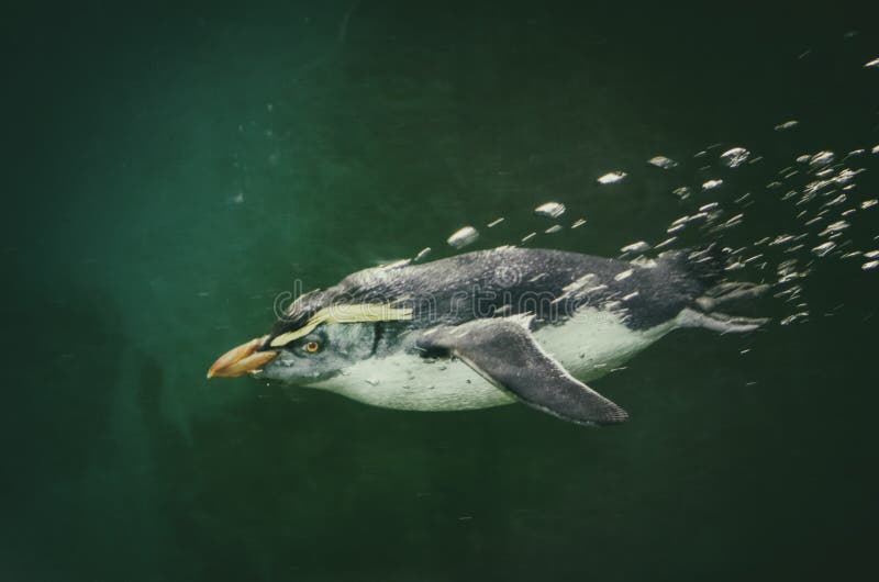 Penguin in Water stock image. Image of nature, outside - 109360219