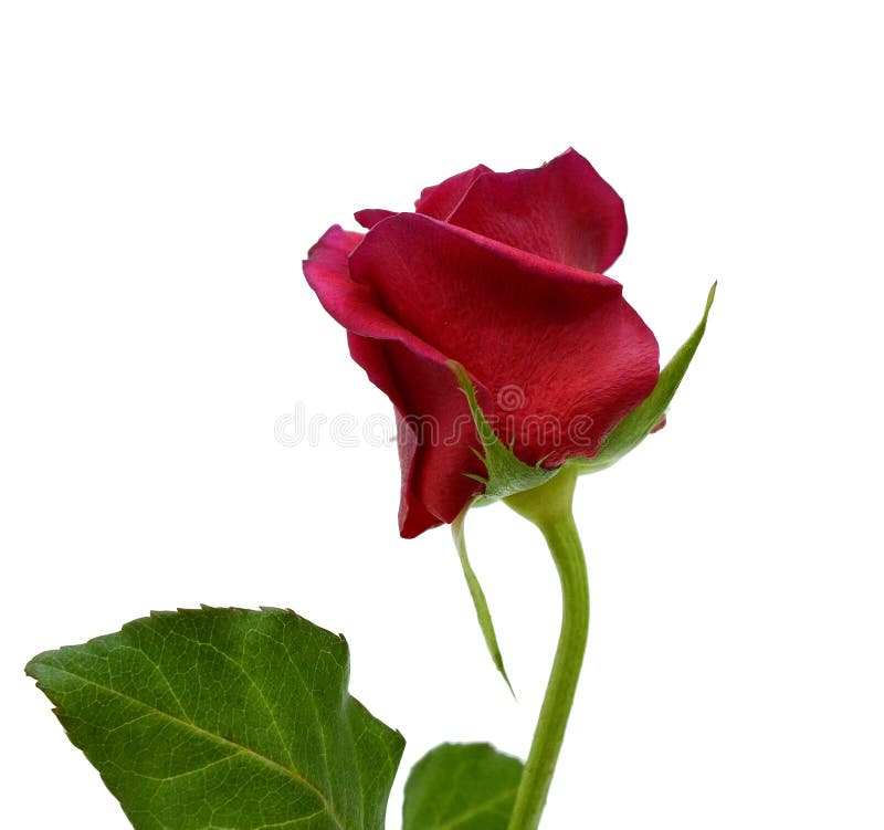 Photo of Single Red Rose Isolated Over White. Stock Image - Image of ...