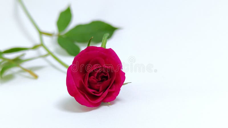 Photo of a Single Rose Flower Isolated on a White Background Stock ...