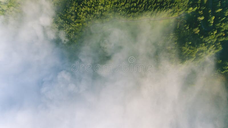 Fog in Pine Forest stock photo. Image of smoke, leaf - 102296526
