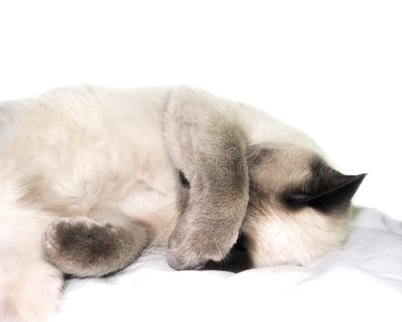 A Photo of Sleeping Thai, Siamese Blue Point Colored Lady Cat. Stock ...