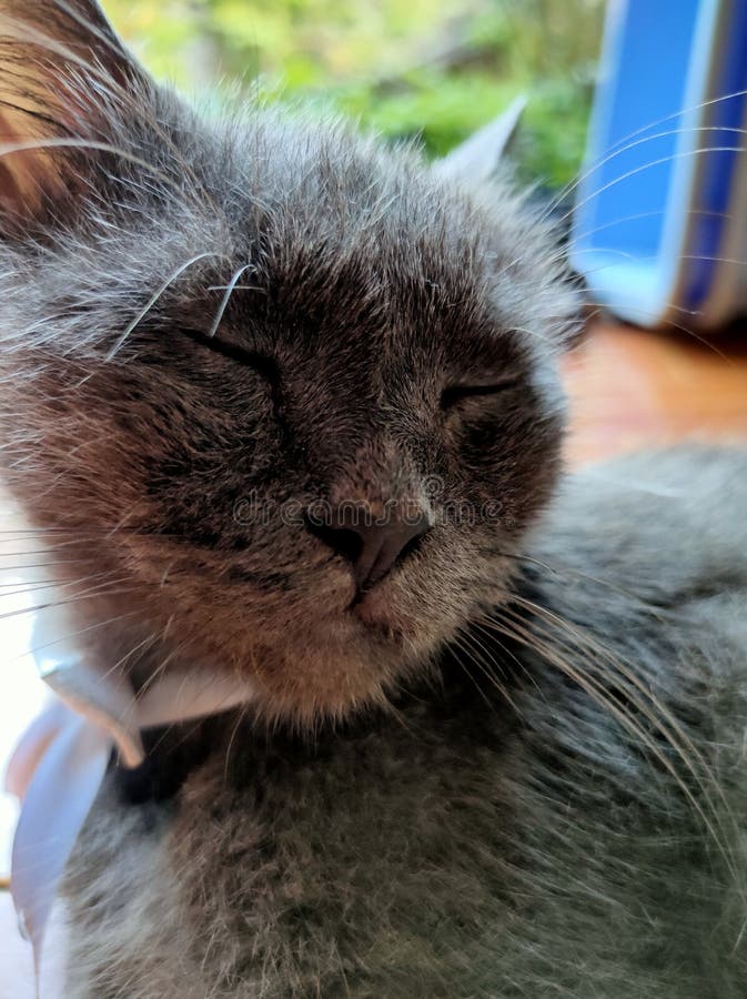 Photo of a Sleepy Cat in the Front View Photo in the Daytime in the ...