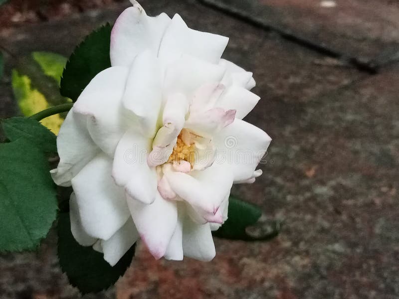 Photo of a Slightly Pink White Rose, Snap from the Side Stock Photo ...